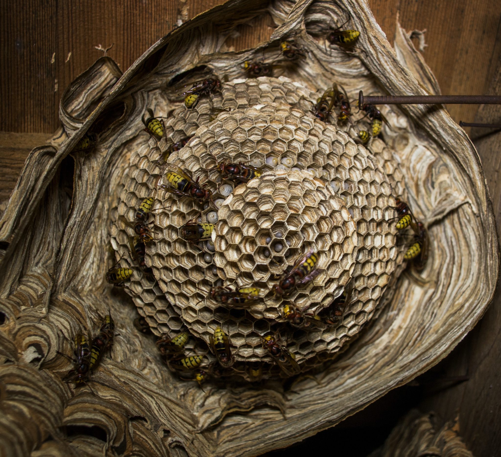 Alveari smart per proteggere le api – Enkey Magazine